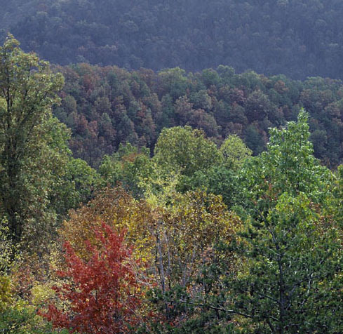 Extension to the 3rd Degree: Kentucky Forest Facts