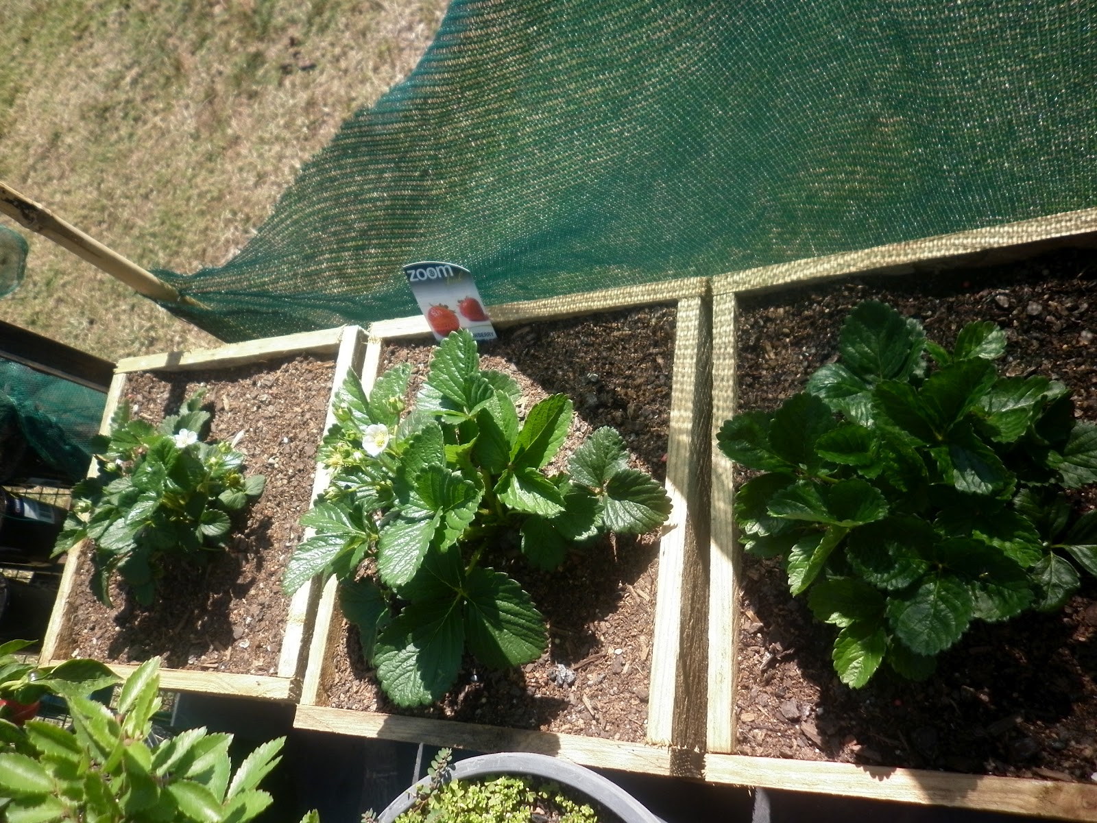 Life in Order: DIY: Make a Vegie Patch!