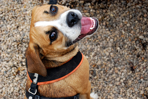 English Bulldog Beagle | Dog Beagles