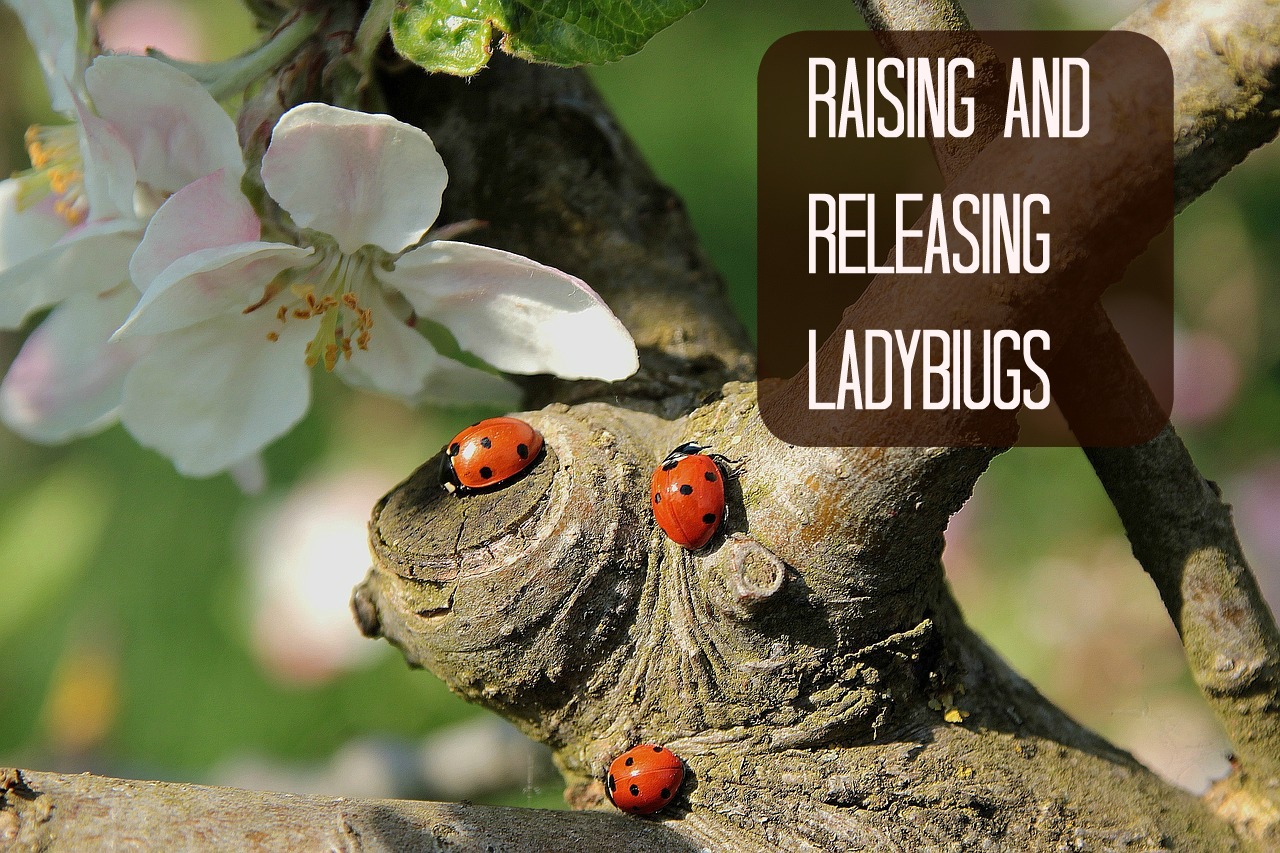 Raising and Releasing Ladybugs