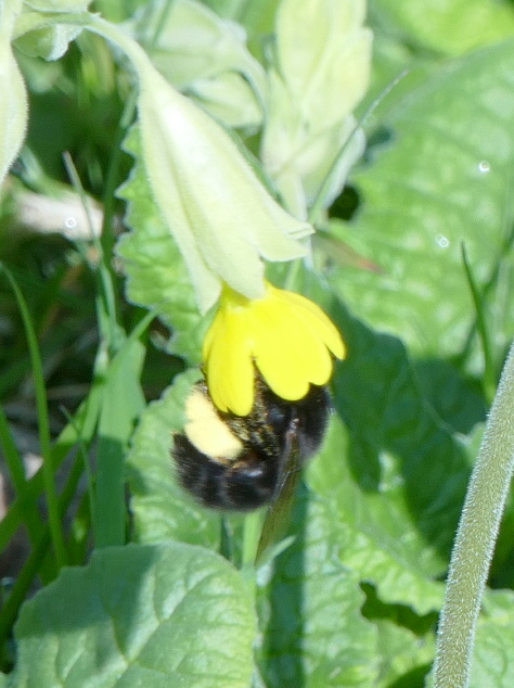 Peter Lovett's ramblings : Solitary bees: Hairy-footed Flower Bee ...