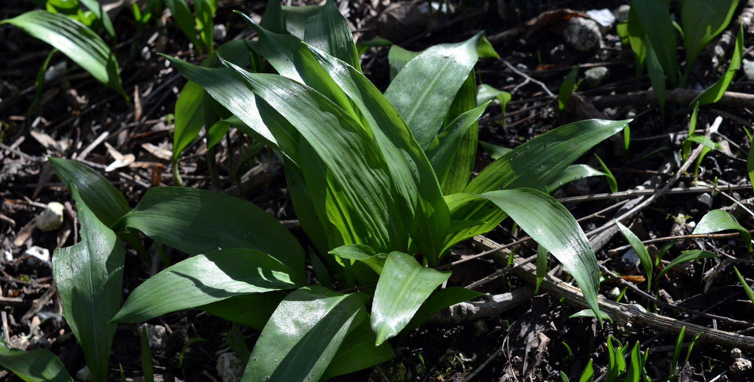 IF YOU GO DOWN TO THE WOODS TODAY....: Rampart Ramsons