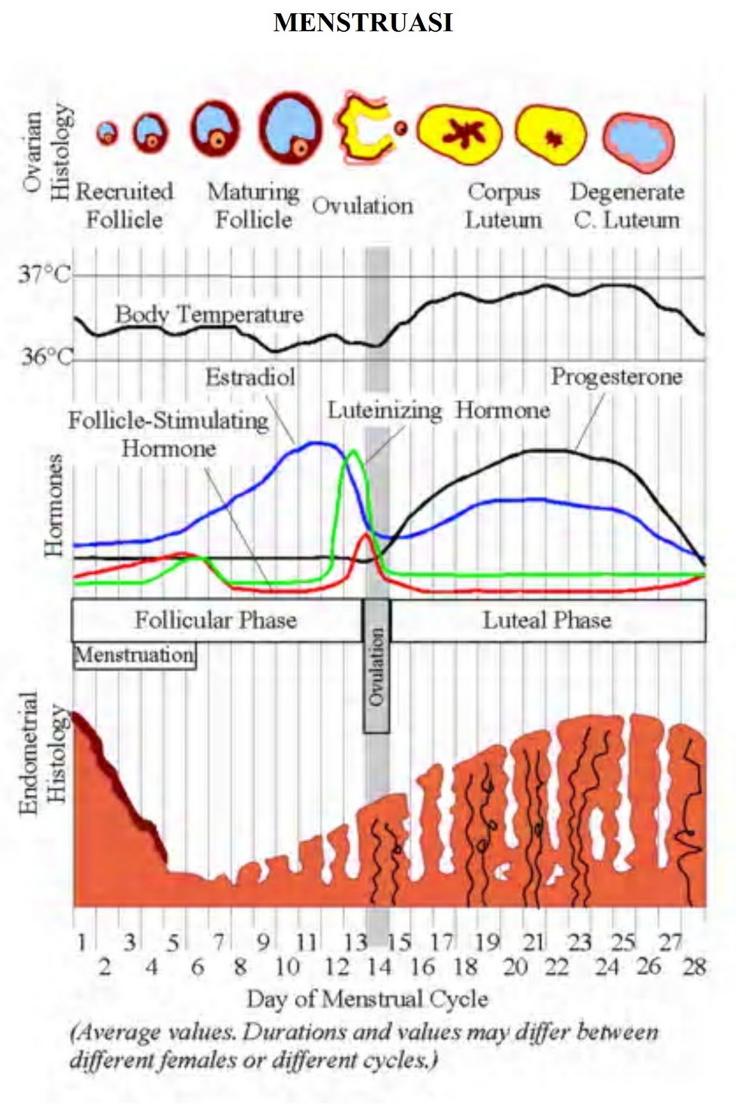 Biologi Pak Wil: MENSTRUASI