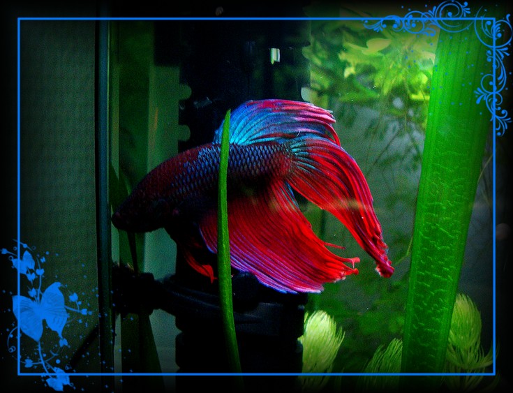 Bienvenue dans notre aquarium!: Voilà les photos du nouveau splendide ...