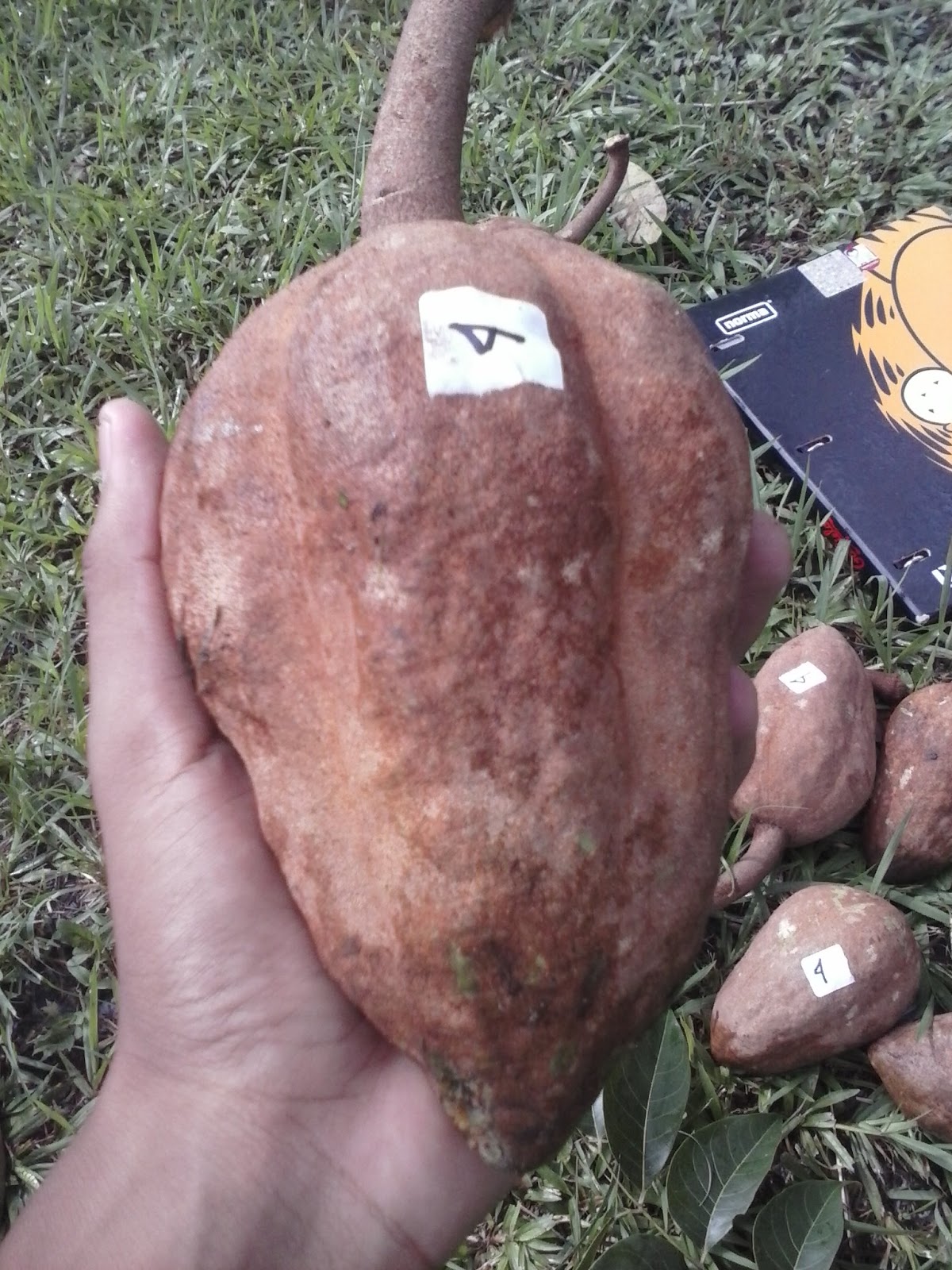 introduccion a la carrera: FRUTOS DE CAOBA