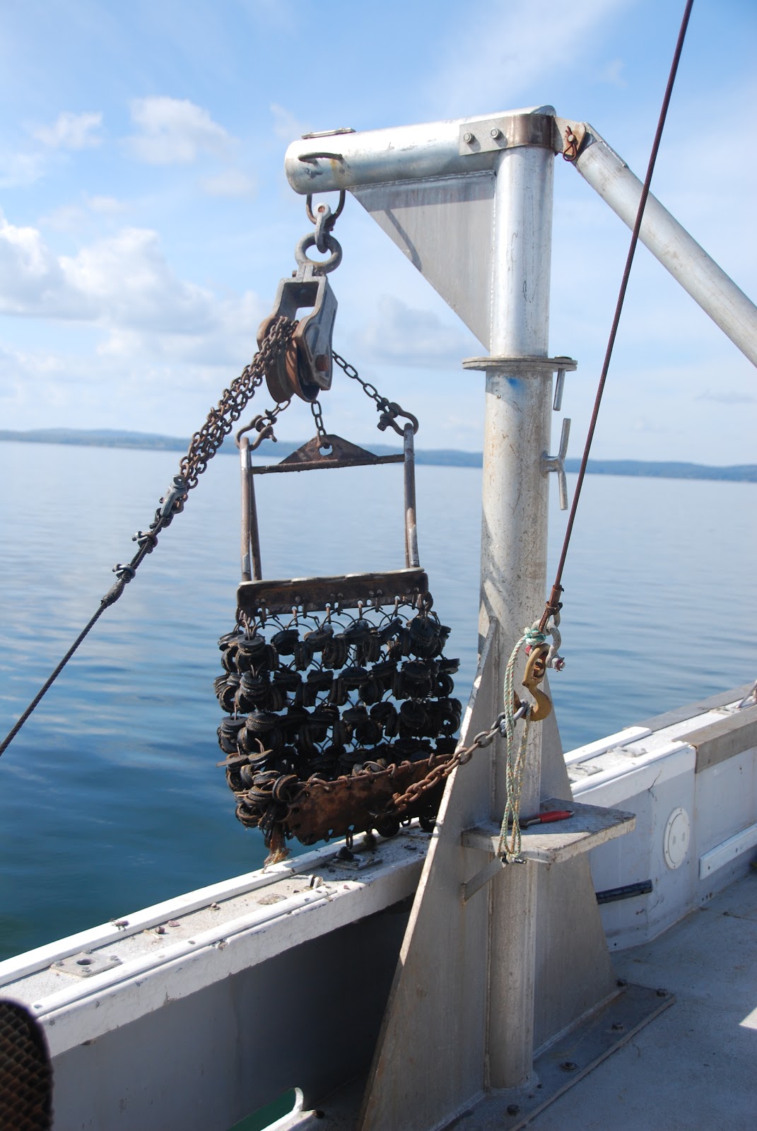 Huntsman Marine Science Centre: Scallops