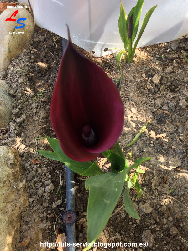 Huerto Urbano Luis Servia Borgas: MIS FLORES : CALAS NEGRAS - CALLAS ...