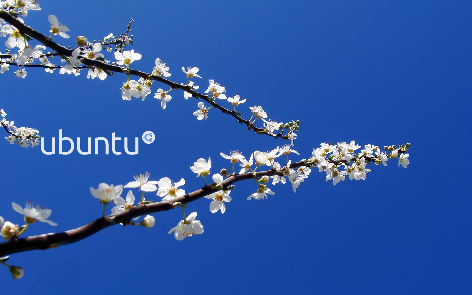 wallpaperew: Ubuntu Blue wallpaper