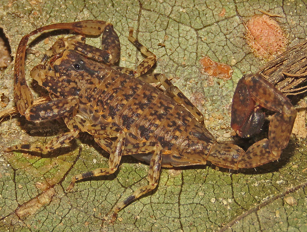 Birdernaturalist: March 2018