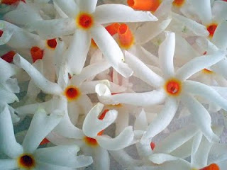 The Wandering Minstrel: Shiuli Blooms