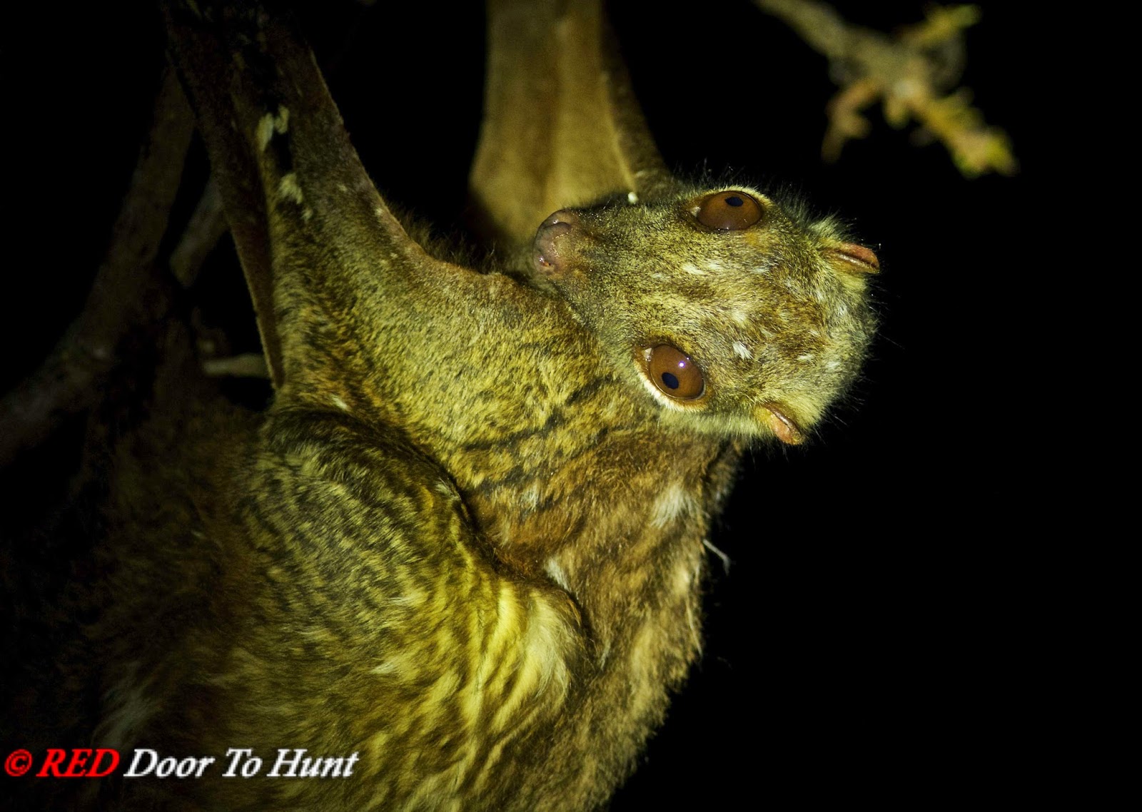 RED Door To Hunt: Kubung~Cynocephalus variegatus ( Colugo or Flying Lemur )