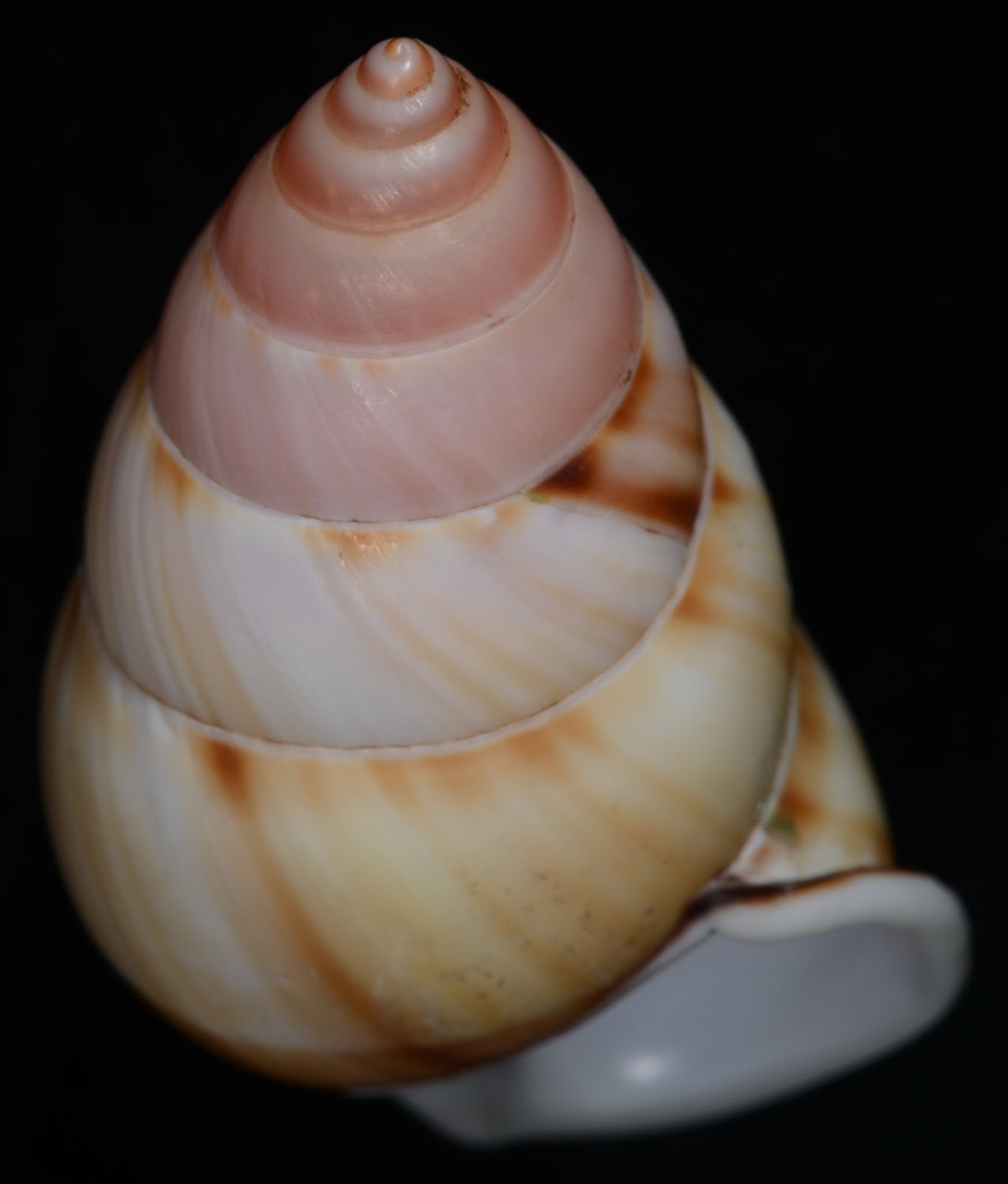 Dr. Lee's Gallery Museum: Amphidromus inversus annamiticus 56.25mm ...