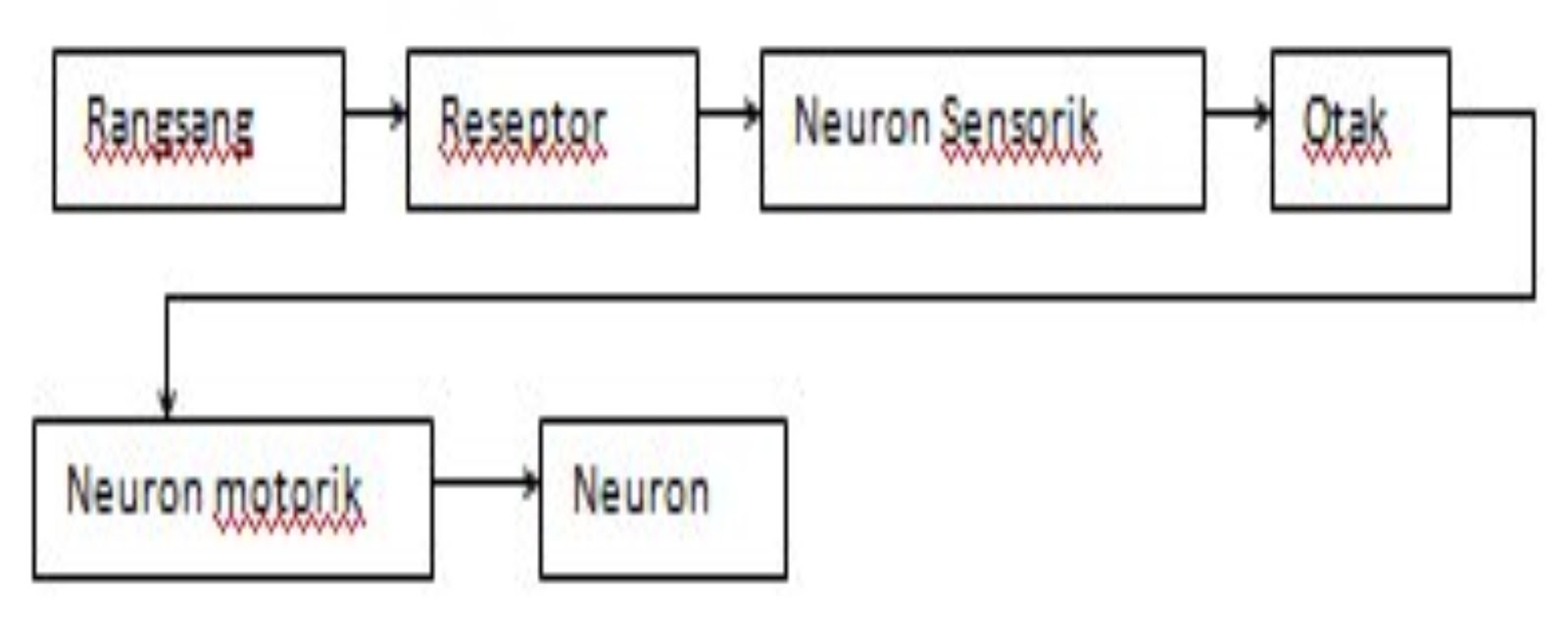 Cara kerja sel saraf ~ ⠀ ~Julius Indra Kusuma~