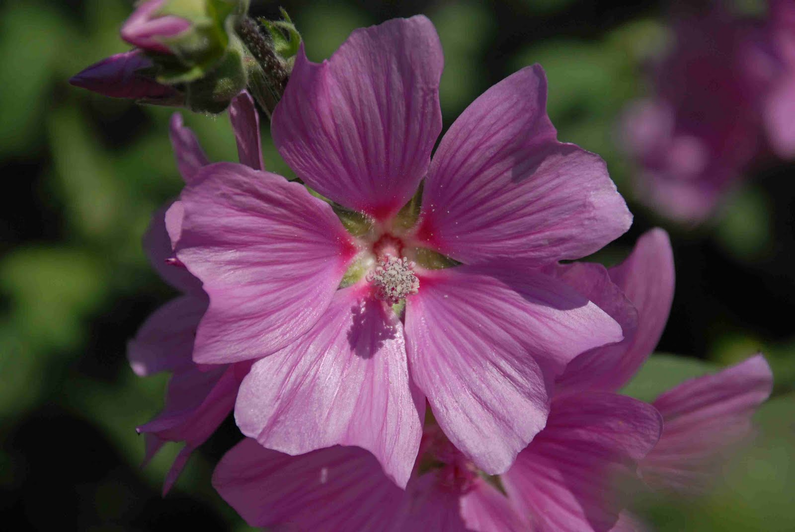 Kew's Royal Mallow (one of the Gay Hyères Tree Mallows)