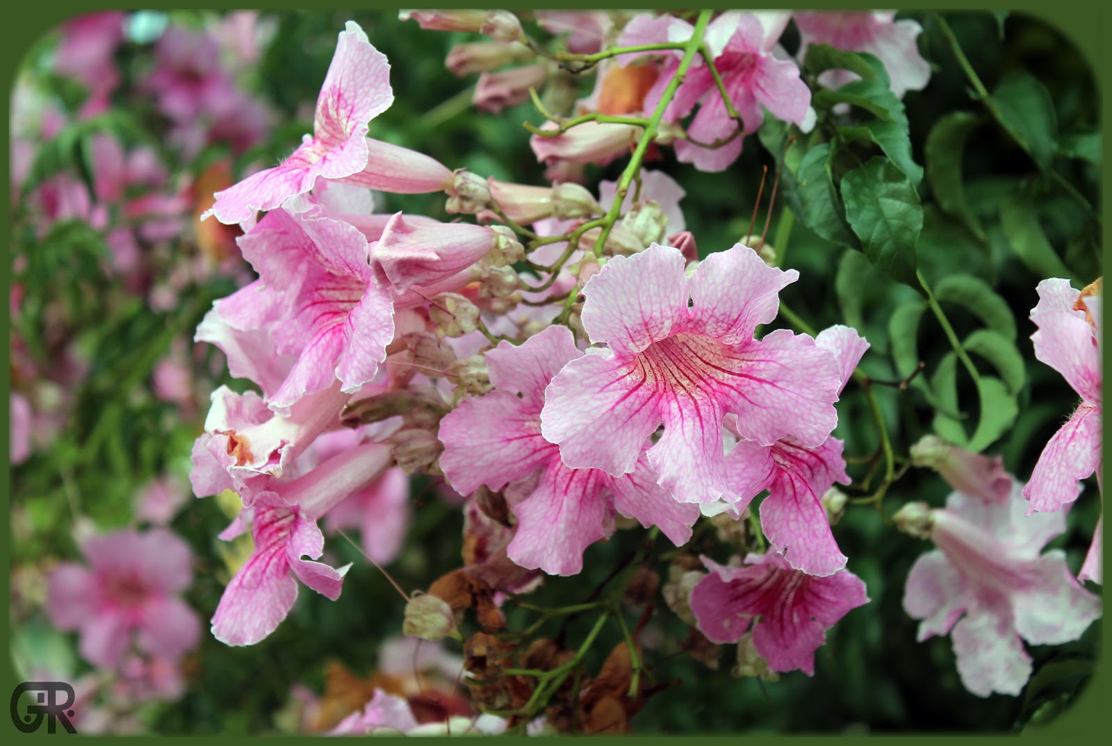 El Patio de mi casa ....: Bignonia o Arbusto de Pandora.