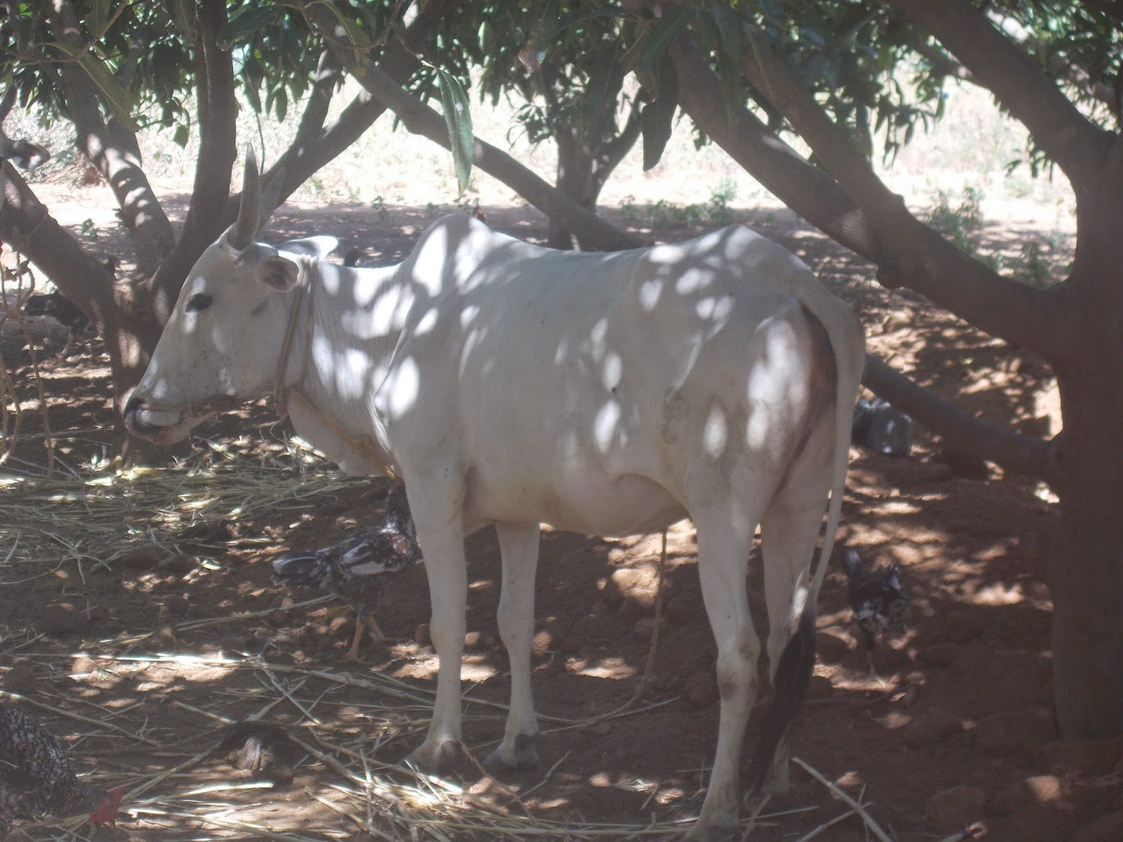 Tamil Nadu Cattle Breeds