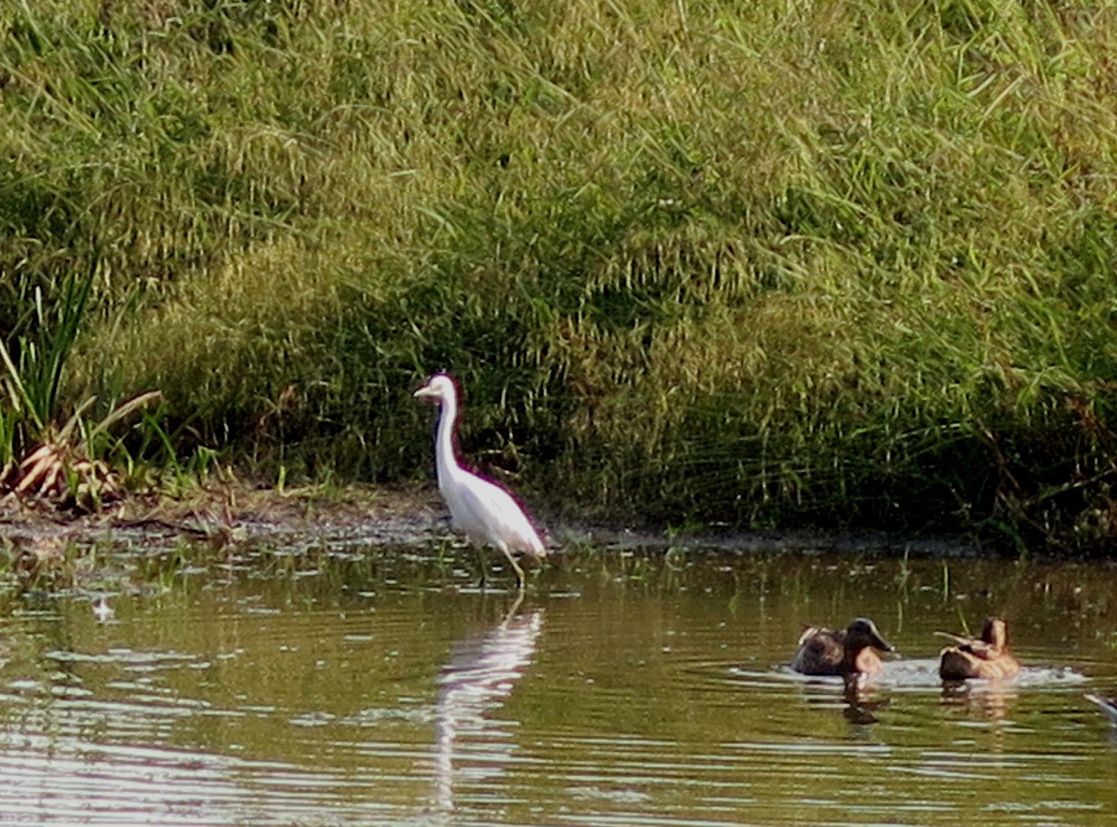 'Burg Birder: Spring Migration 1978--Point Pelee