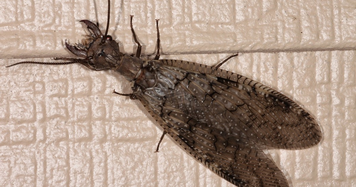 JaredDavidsonPhotography: Dobson Fly / Adult hellgrammite