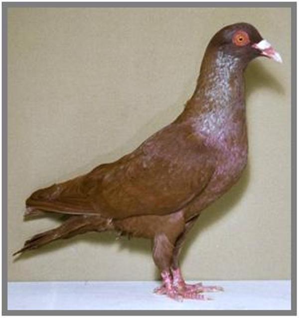 Franconian Field Pigeon | BD PIGEONS