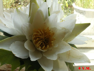 Viorica: Flori de nufar