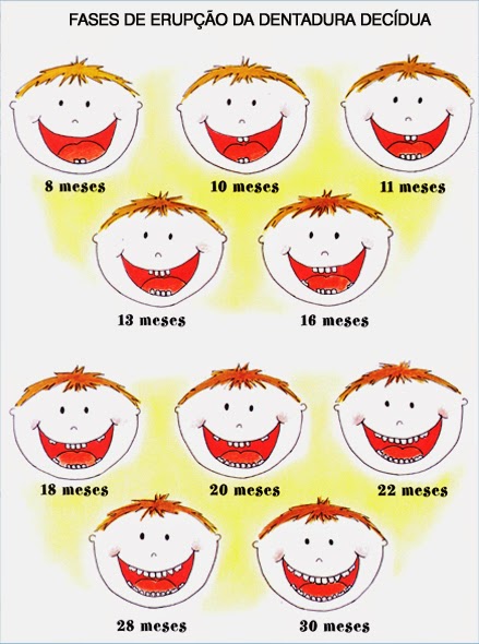 ANATOMIA DOS DENTES | Izabel dos Santos