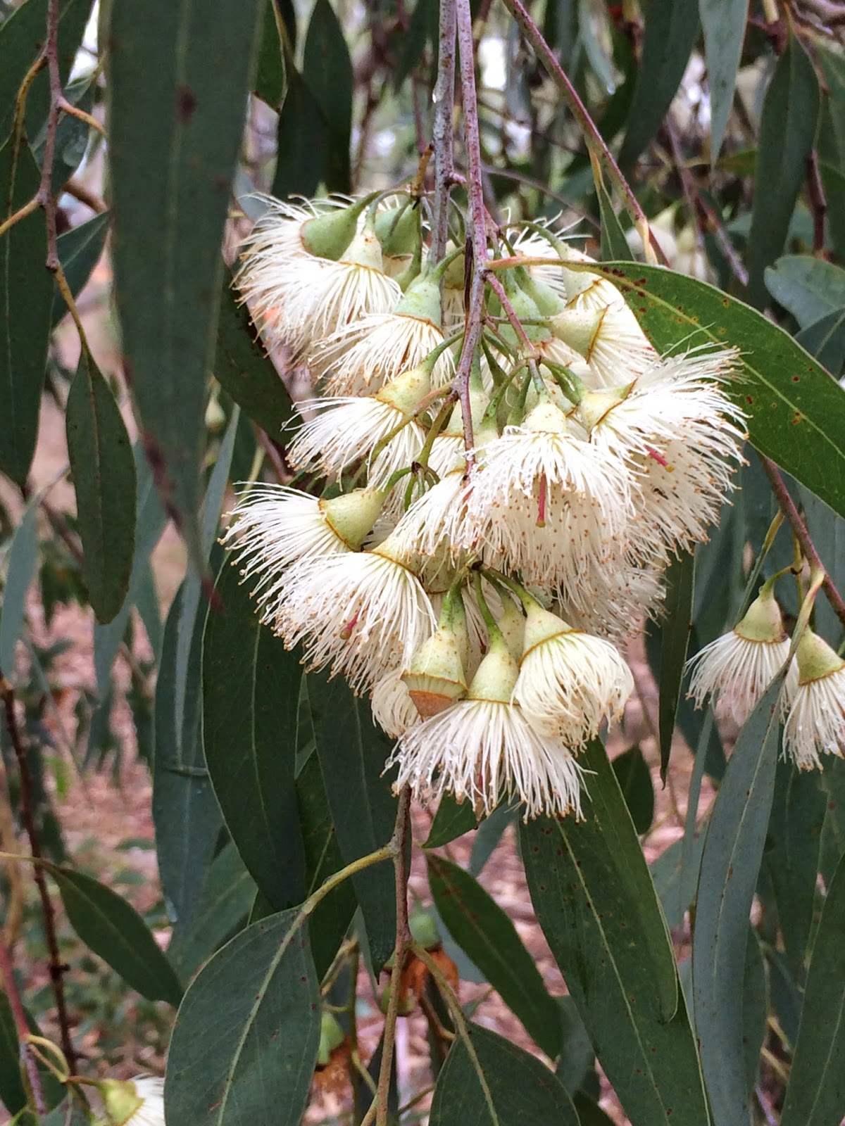 Trees of Santa Cruz County: Eucalyptus sideroxylon - Red Iron Bark