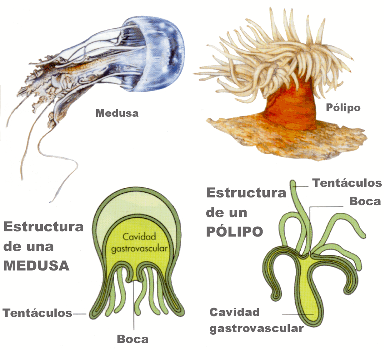 Celentéreos - Cnidarios ~ Con-CIENCIA