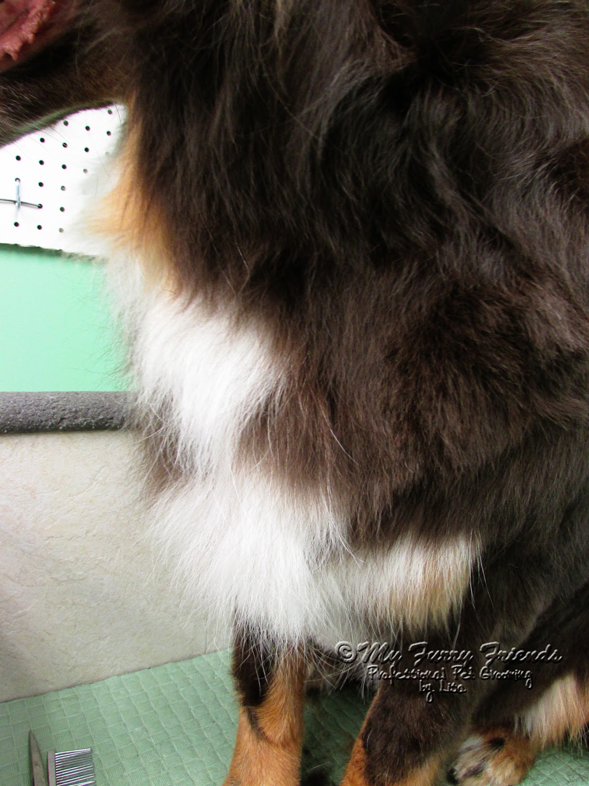 Pet Grooming: The Good, The Bad, & The Furry: Makeover Monday ...