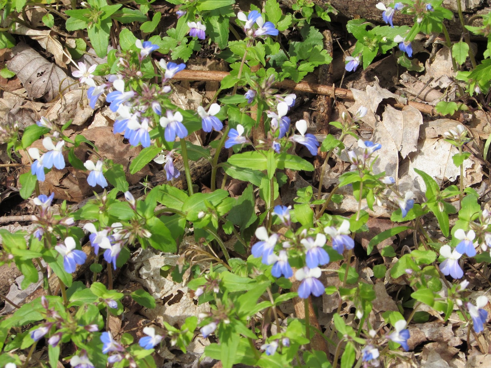 Wildflowers, Waterfalls & More at Braddock's Trail Park: North ...