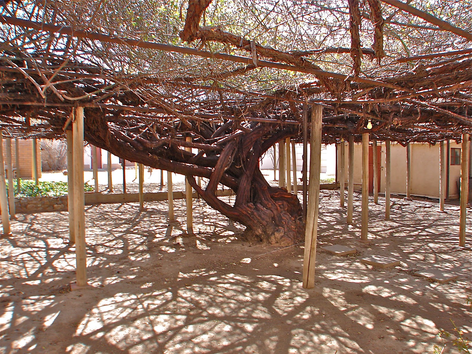 Finding Arizona: “ A Softer Side of the ‘Town Too Tough To Die’”