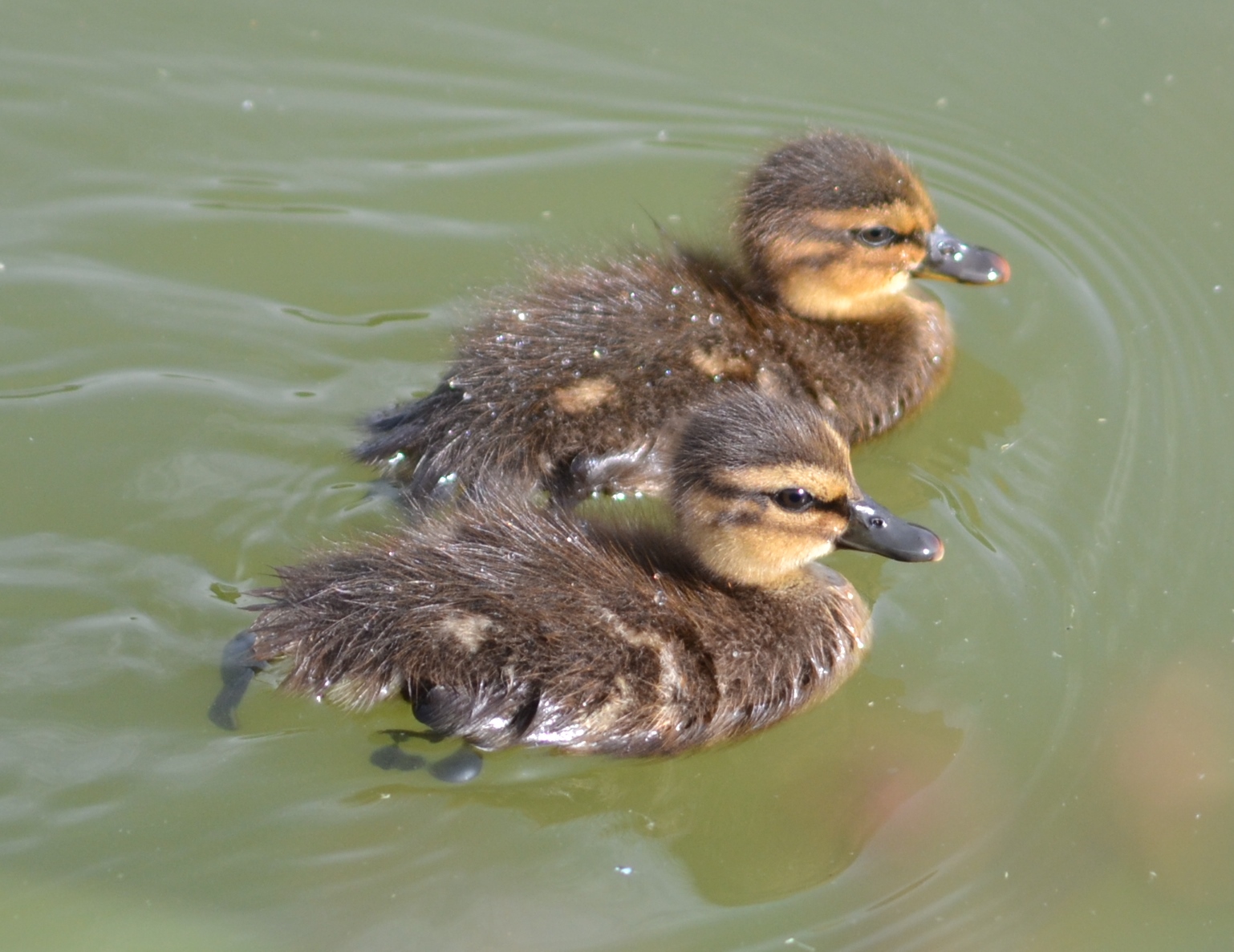 Imagens da vida animal: Crias de Pato-real ( Anas platyrhynchos)