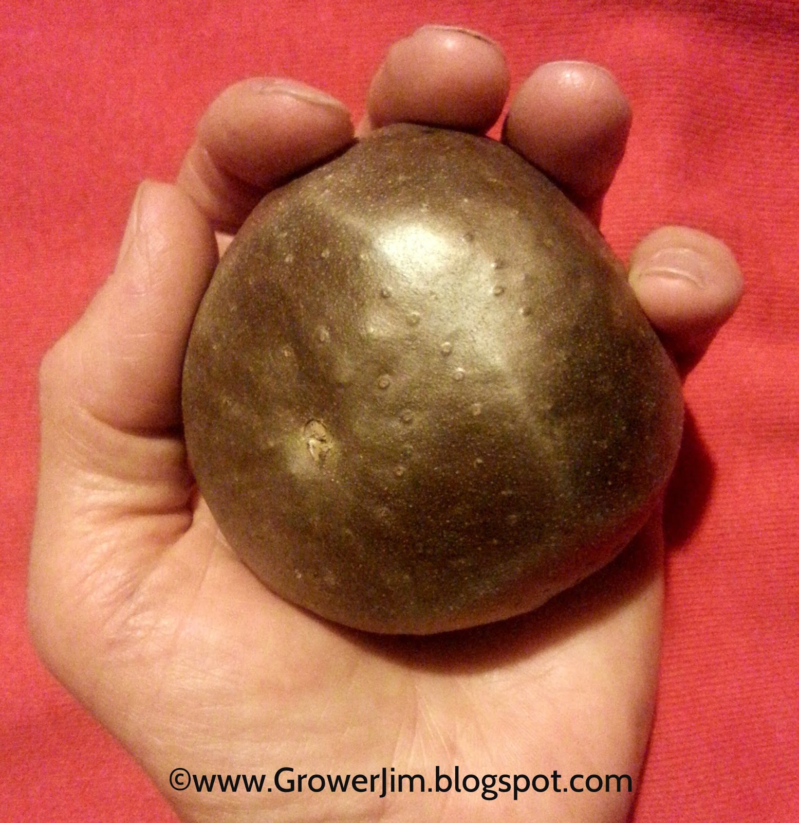 Garden Adventures: Dioscorea bulbifera, edible air potato