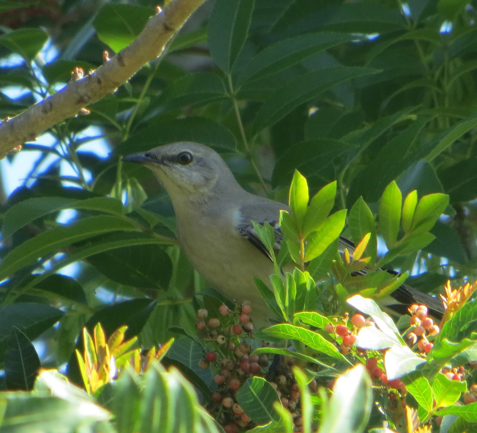 ICABird: Fog, Four Normal Birds, and A Couple Bluebirds