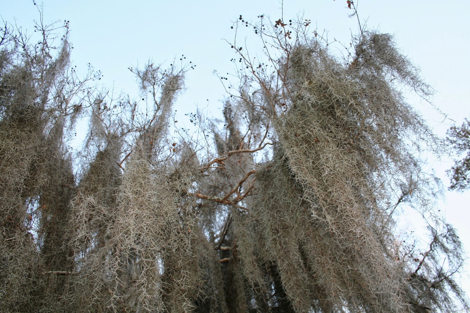 Trees Planet: Tillandsia usneoides - Spanish Moss