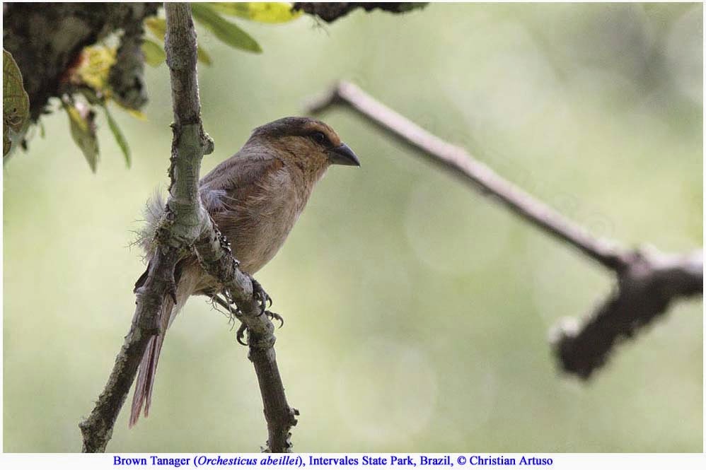Christian Artuso: Birds, Wildlife: Tanager dreamin’ on such a winter’s day!
