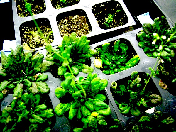 ZITOFOS: PLANT LAB: plant growth chamber