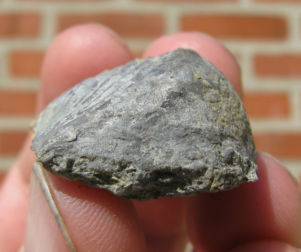 Views of the Mahantango: Leptaena rhomboidalis brachiopod from the ...