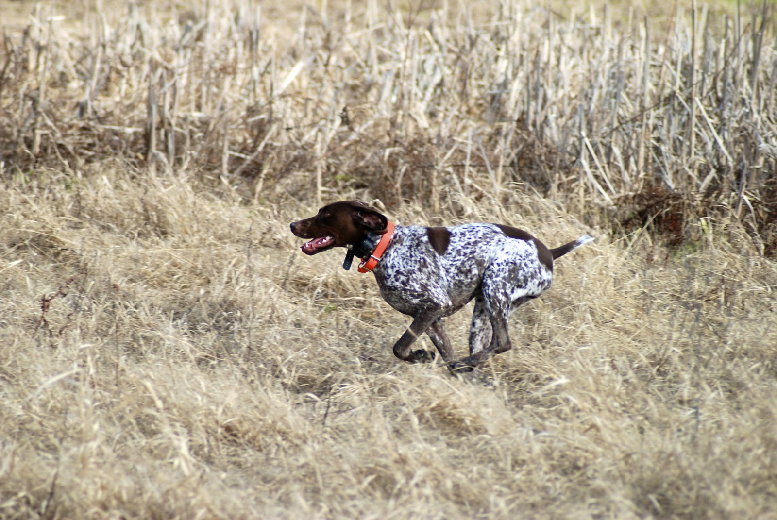 Adventures of a GSP Hunting Dog: Sunday Hunt in Sussex County, New Jersey