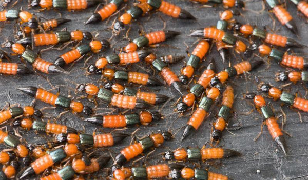 Flonimal Nesia: Mewaspadai Serangan Tomcat Yang Mewabah Kembali