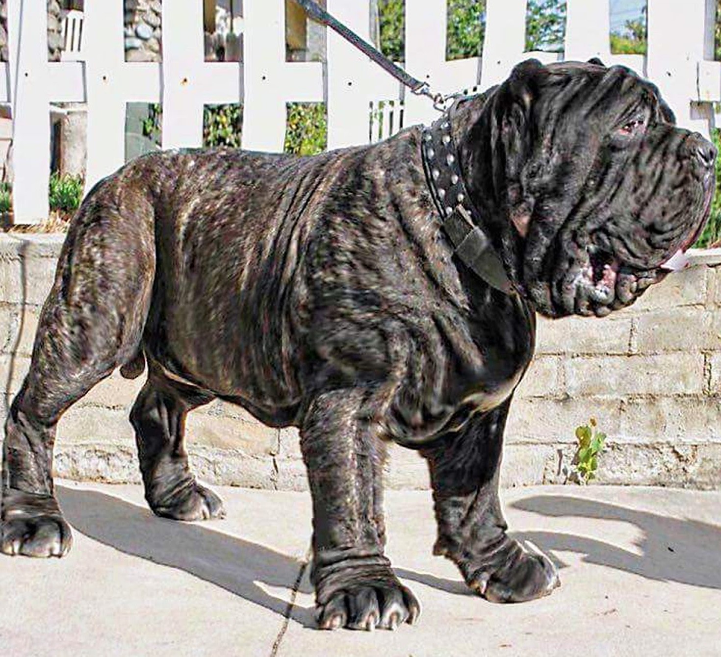 ACENDURA BRAVA: O AMERICAN MOLOSSUS SERÁ O MOLOSSUS MESOPOTÂMICO DE 5. ...