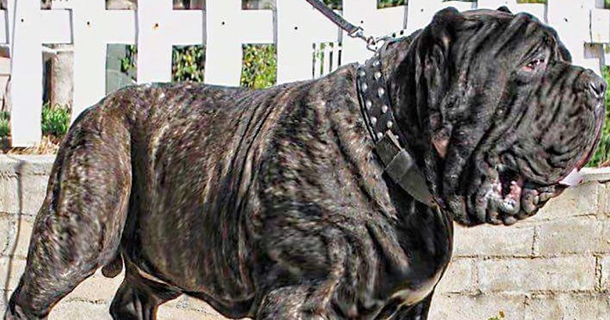 ACENDURA BRAVA: O AMERICAN MOLOSSUS SERÁ O MOLOSSUS MESOPOTÂMICO DE 5. ...