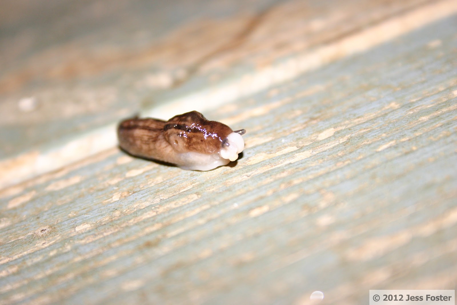 Sluggin' Along: Infected Slugs: Case #5