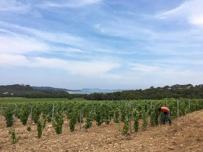 not drinking poison in paris: the île de porquerolles: domaine de l'île ...