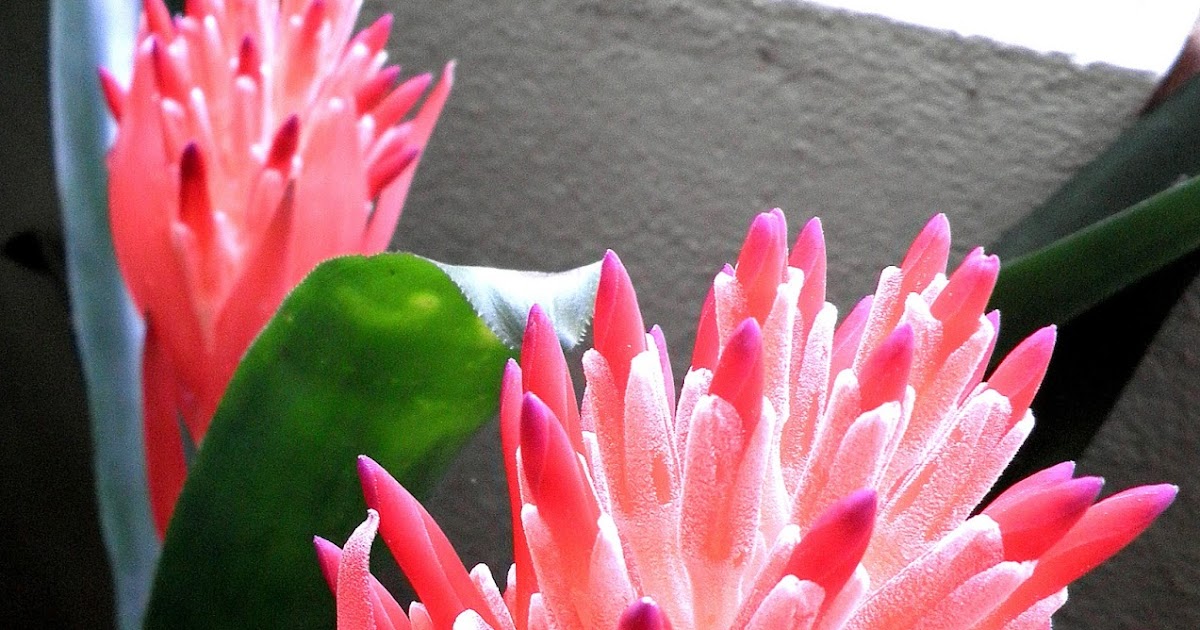 Dunia CMelor: Bunga Bromeliad Kembang Di Laman