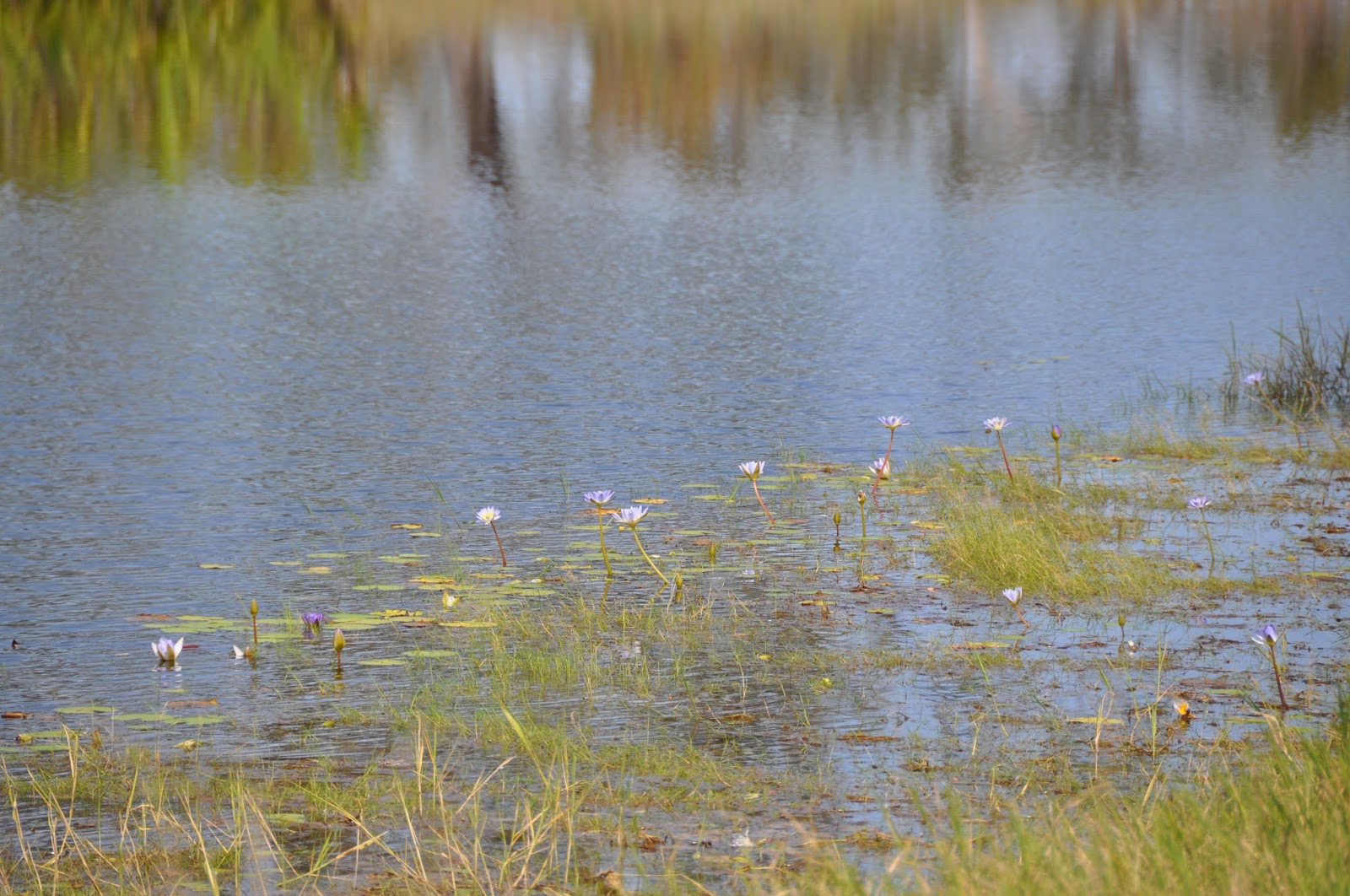 BarbaraTVan: BARBARA'S KIMBERLEY ADVENTURE - THE GIBB RIVER ROAD TO ...