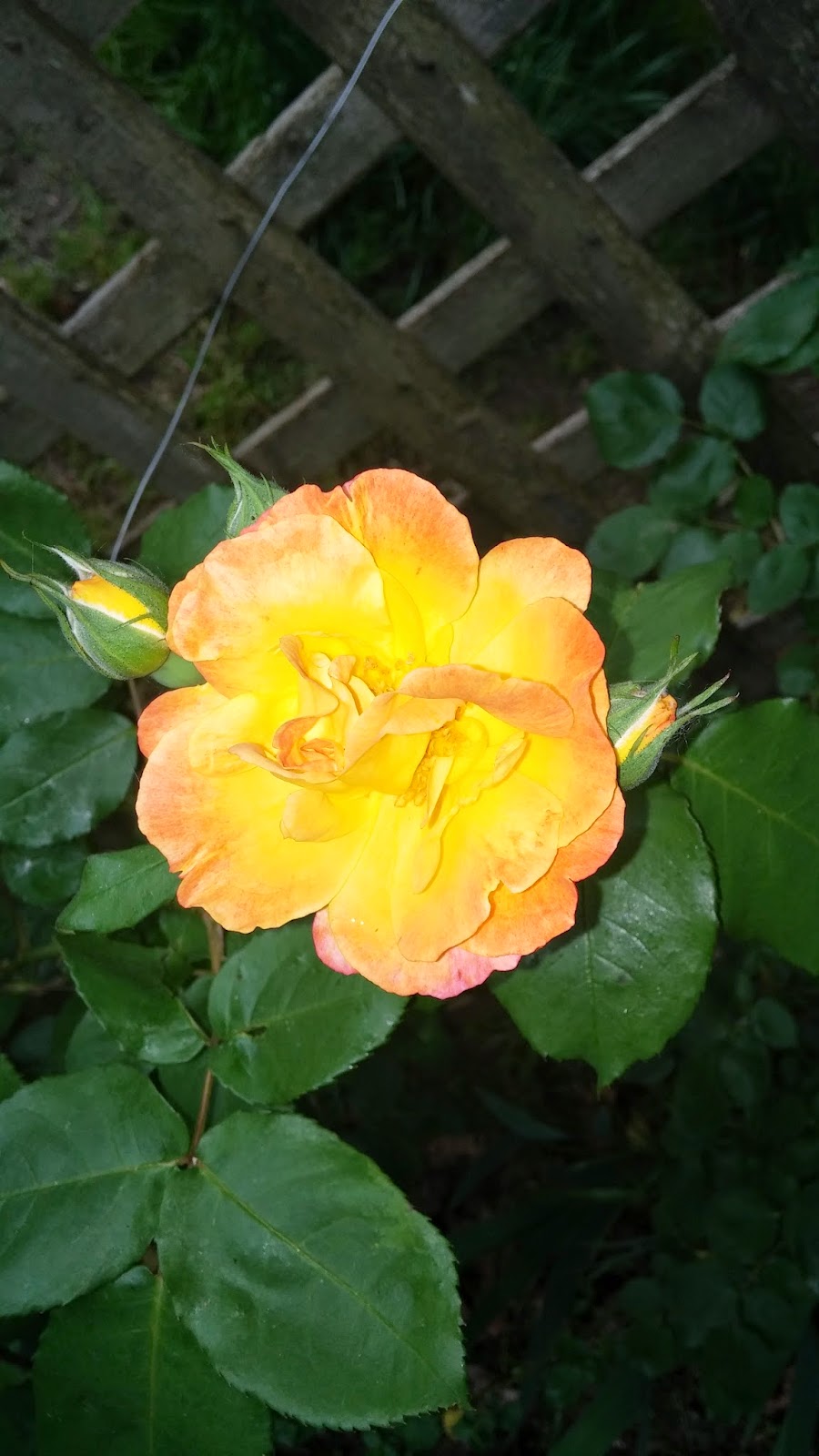 Alabama Outdoorsman Journal...