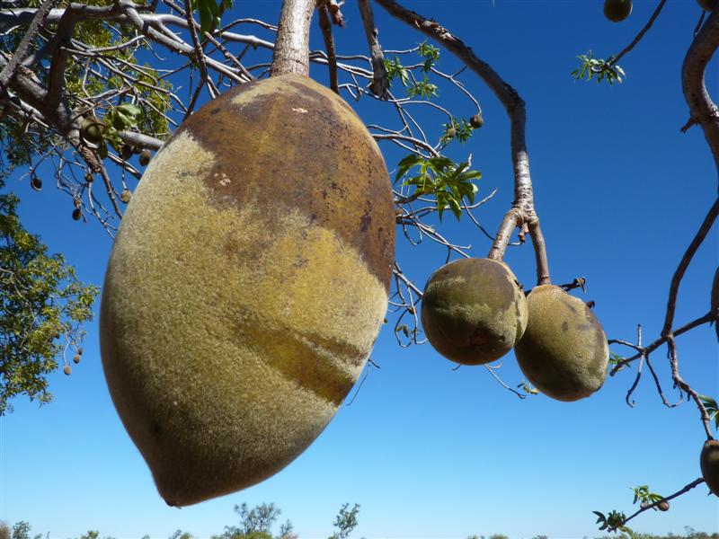 WA Zoologist: Back To Paradise