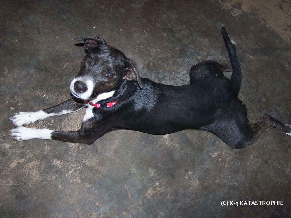 Pit Bull Frogs: Pit Bull Frog Photos