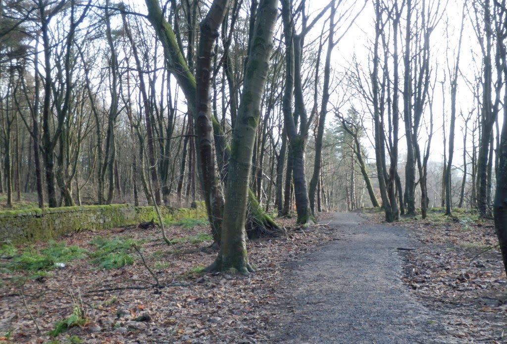 My Daily Walk: Larbert Woods