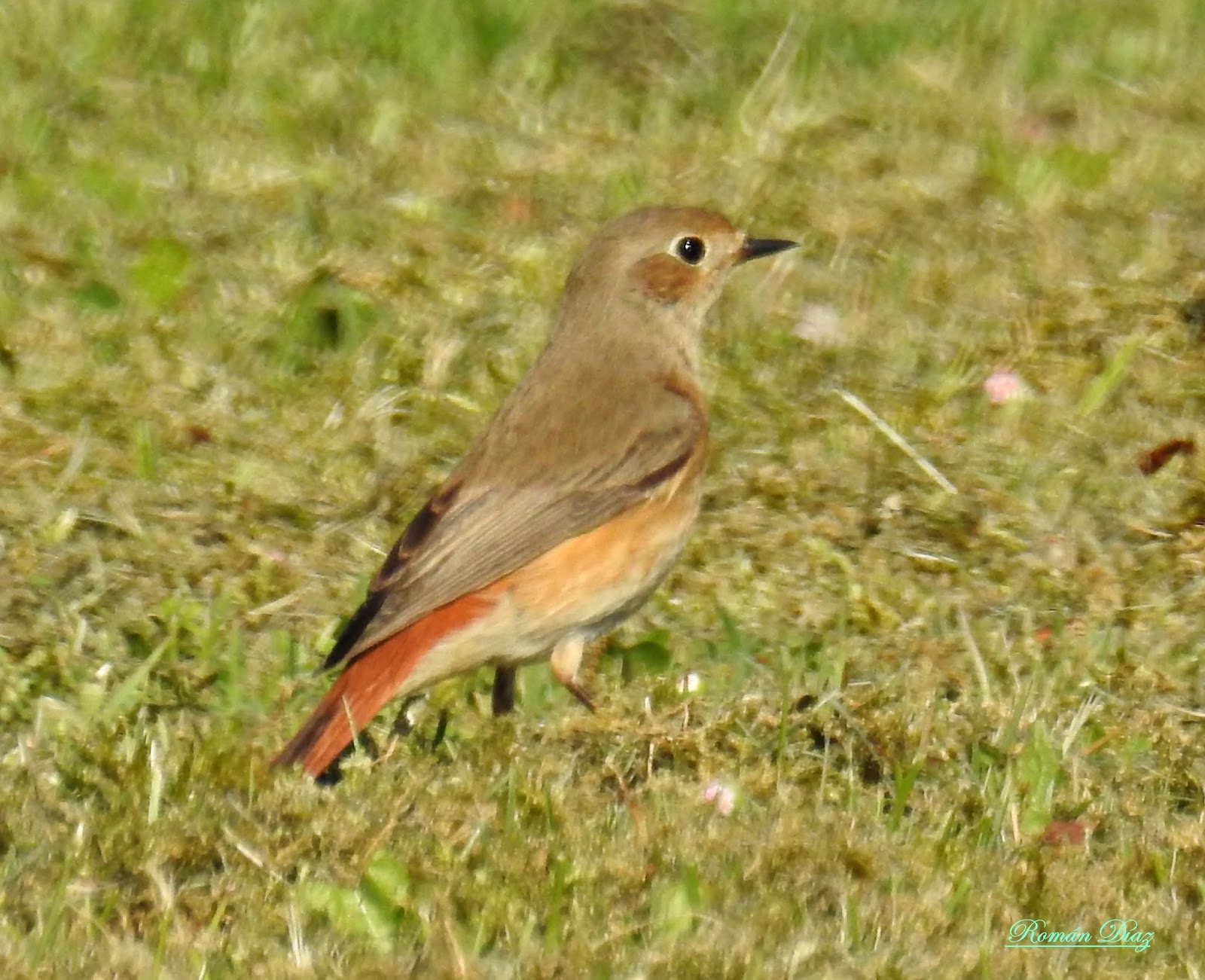 Fotoafición Román: Colirrojo real. (Phoenicurus phoenicurus)